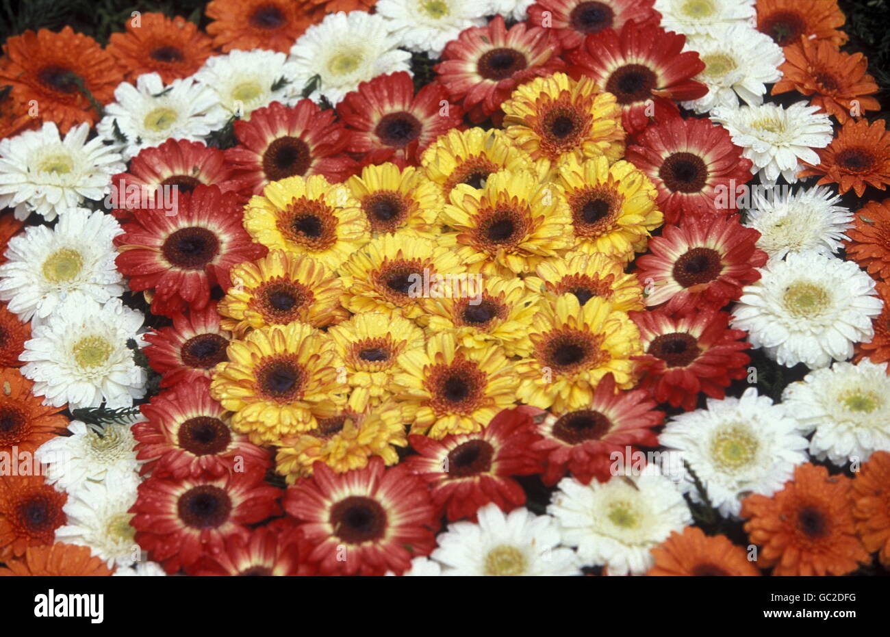 fresh flowers at the Spring Flower Festival in the city of Funchal on ...