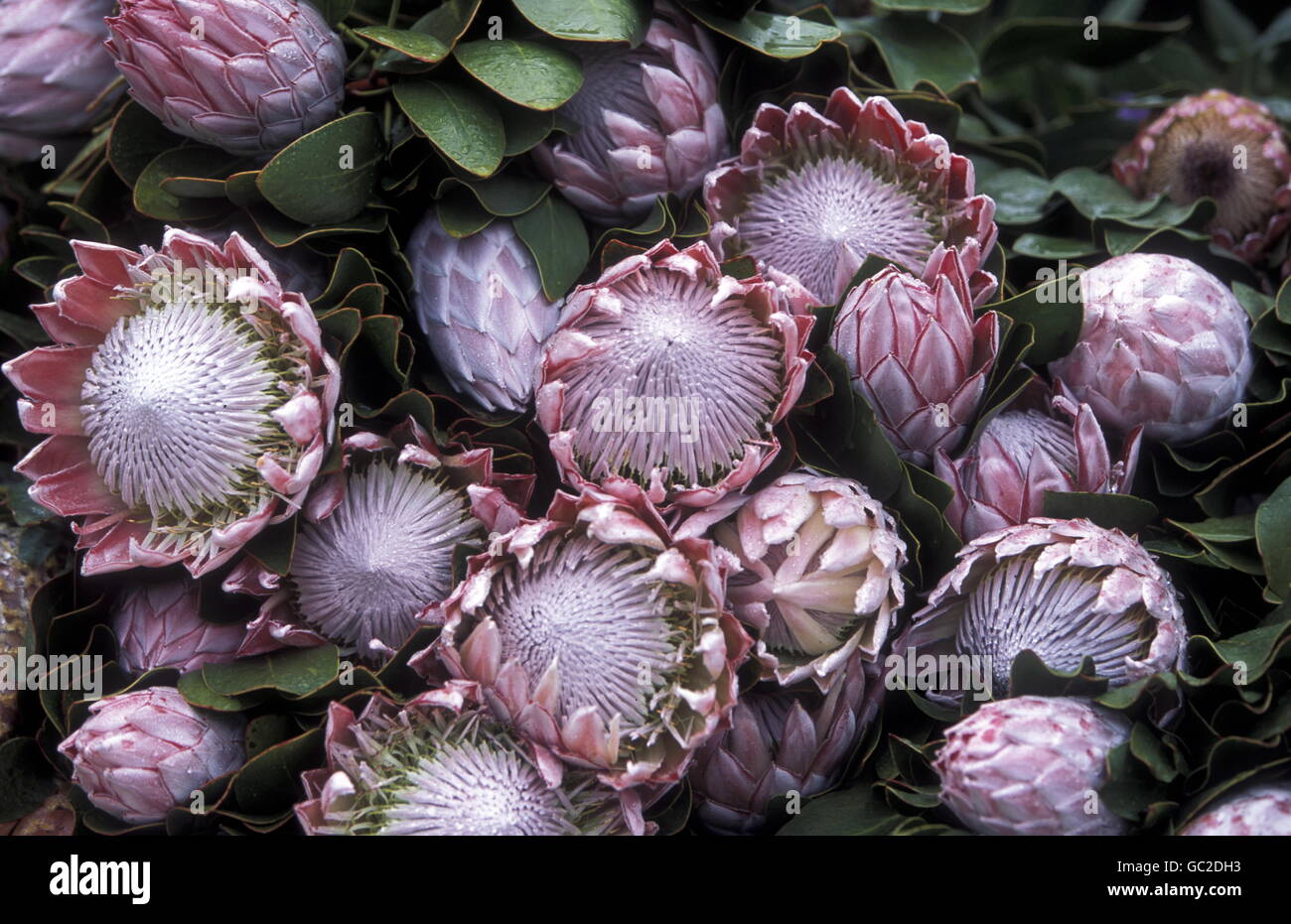 fresh flowers at the Spring Flower Festival in the city of Funchal on ...
