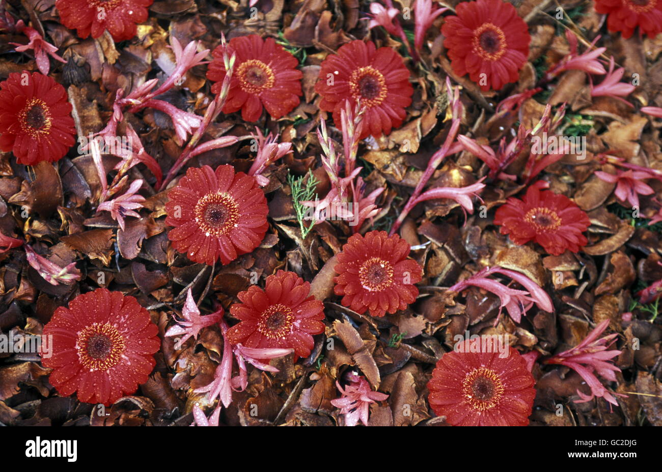 fresh flowers at the Spring Flower Festival in the city of Funchal on ...