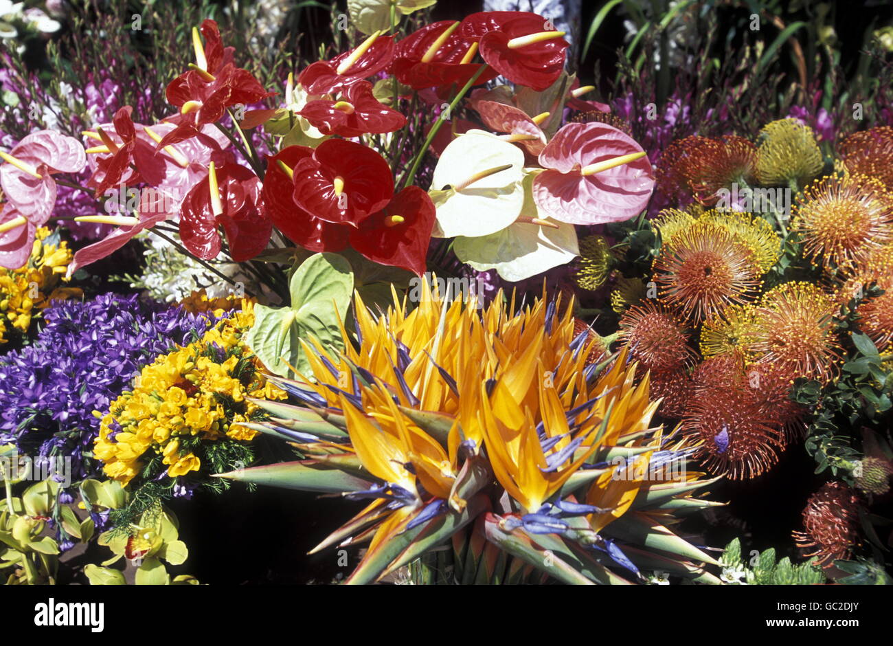 fresh flowers at the Spring Flower Festival in the city of Funchal on ...