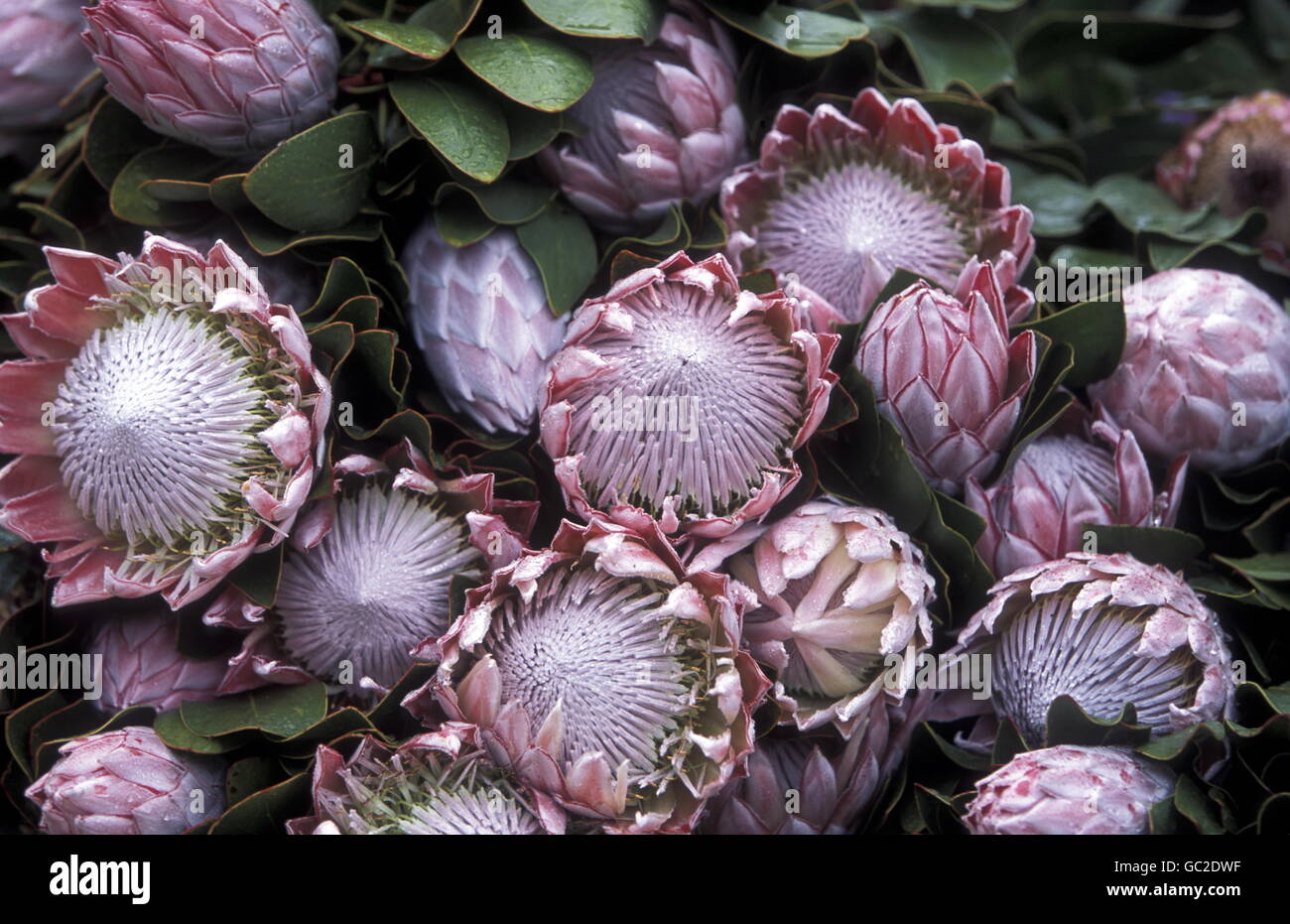 fresh flowers at the Spring Flower Festival in the city of Funchal on ...