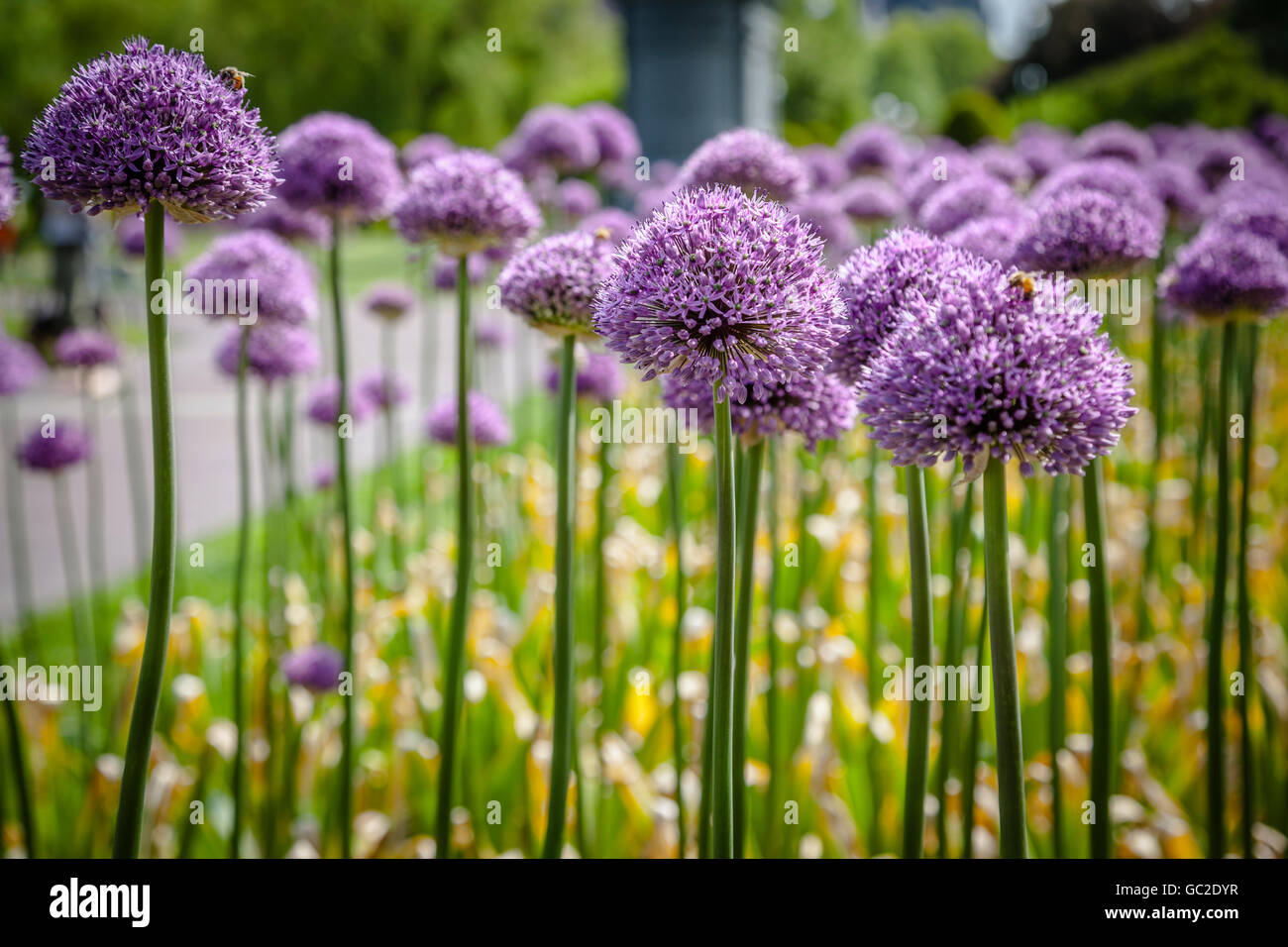 White flowers in boston hi-res stock photography and images - Alamy