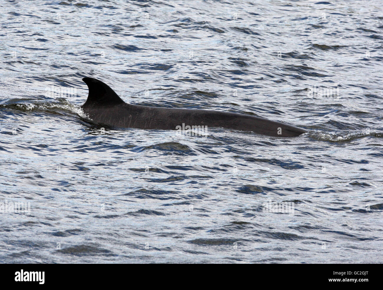 Bottlenose whale in river Clyde Stock Photo - Alamy
