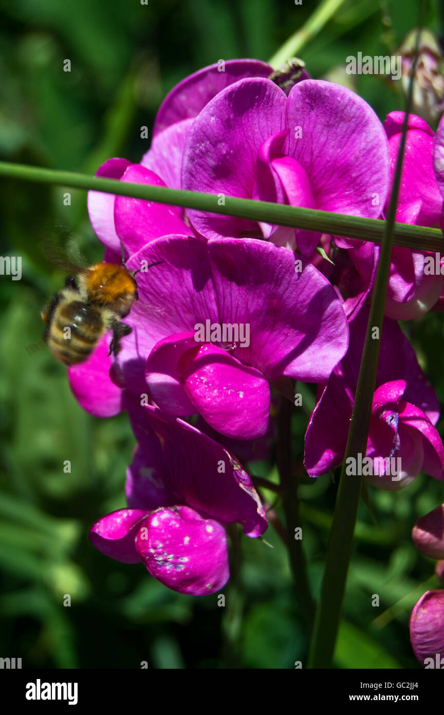 Bee on perennial pea (lathyrus latifolius Stock Photo - Alamy