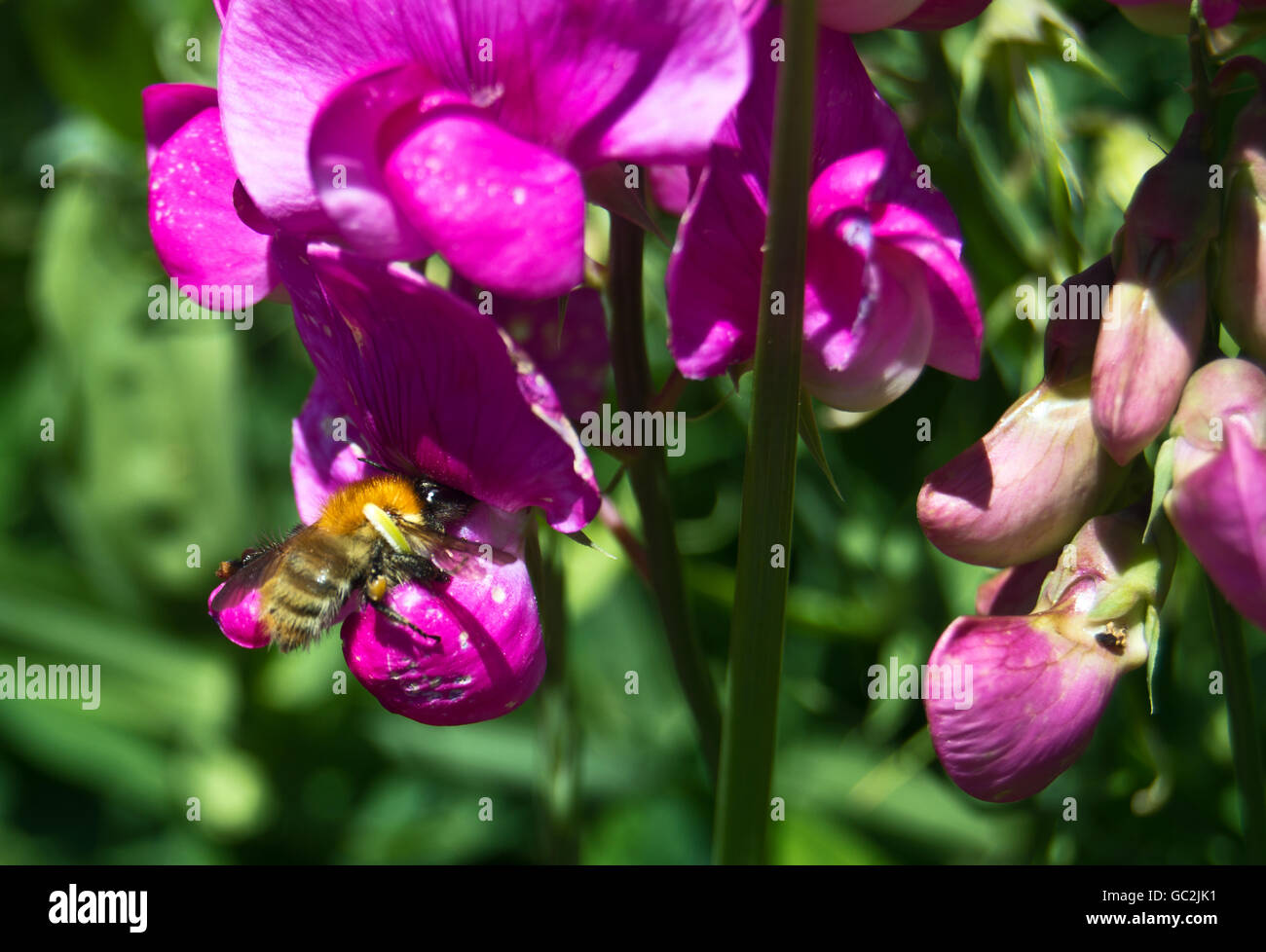 Bee on perennial pea (lathyrus latifolius Stock Photo - Alamy