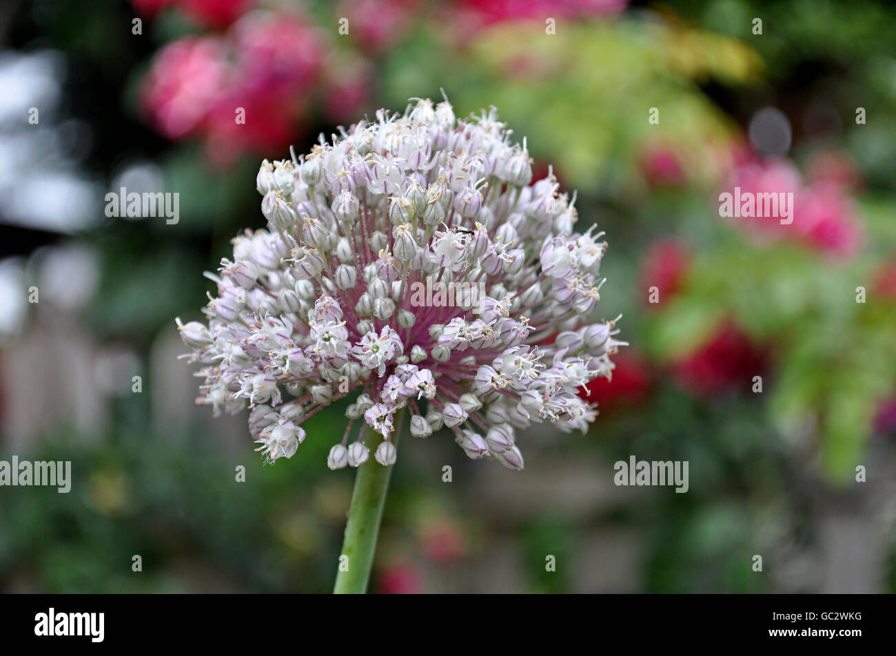leek flowers with insect Stock Photo - Alamy