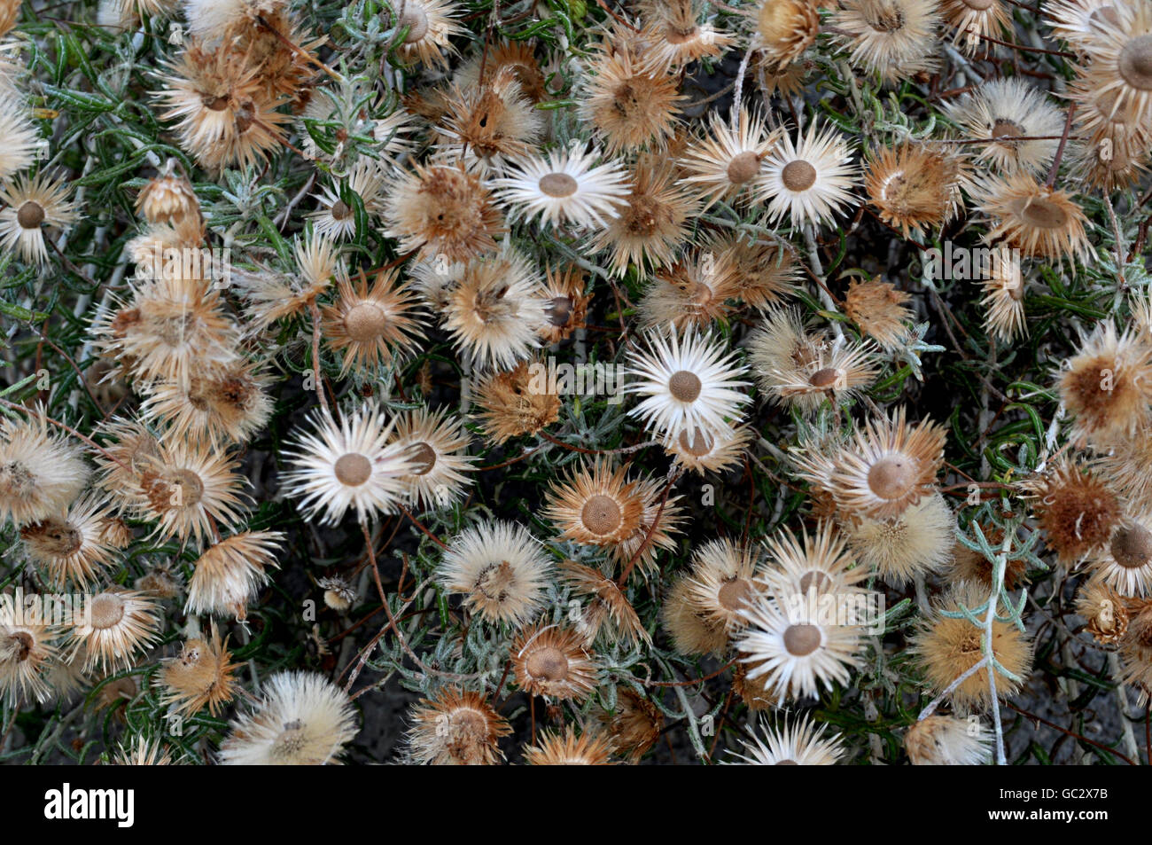 dry grass -like paper flowers Stock Photo - Alamy