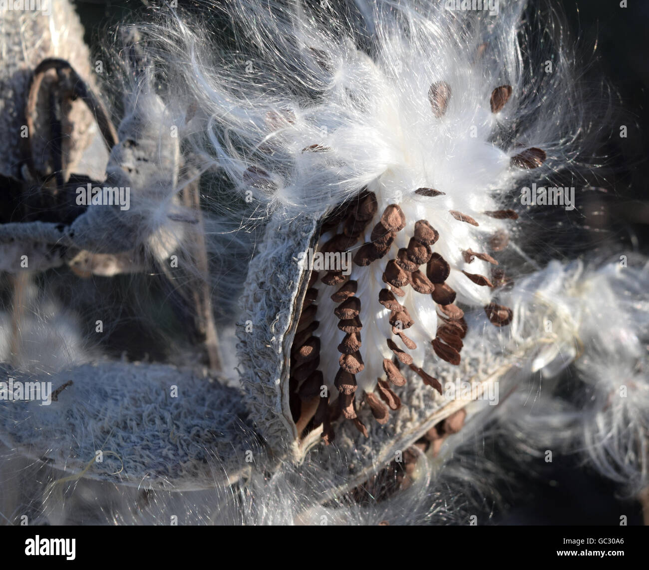Milkweed in Michigan with seeds Stock Photo - Alamy