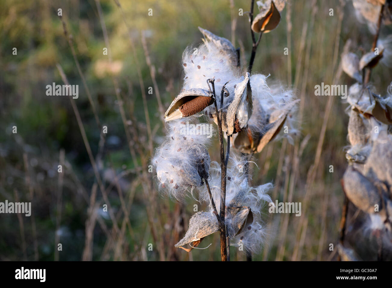 Milkweed in Michigan with seeds Stock Photo - Alamy