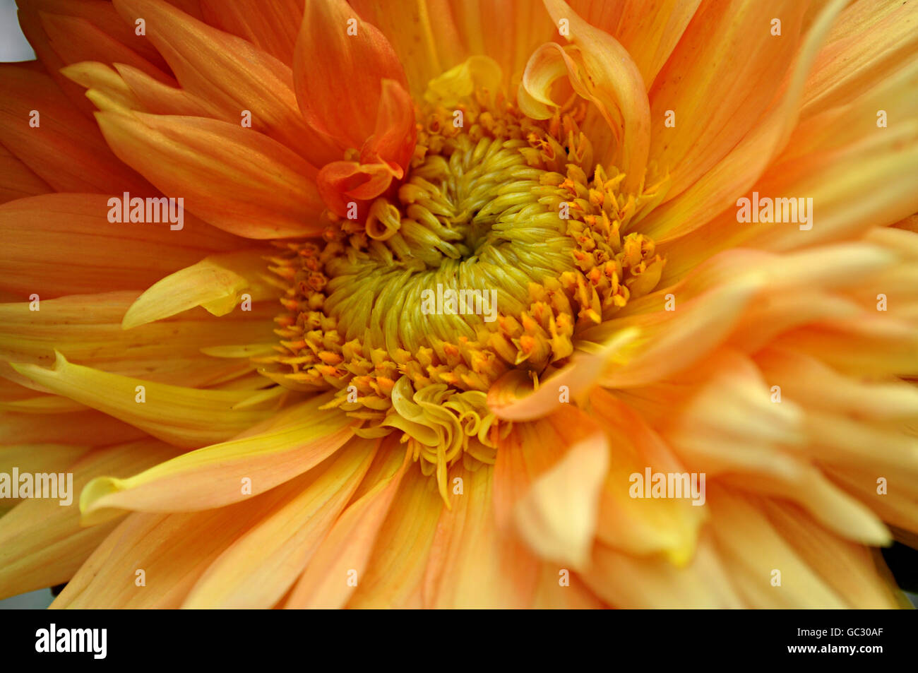 Unretouched Image High Resolution Stock Photography and Images - Alamy