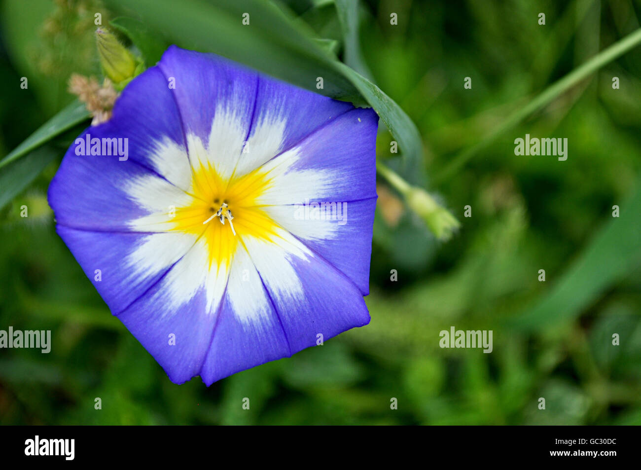 Pentagons In Flowers
