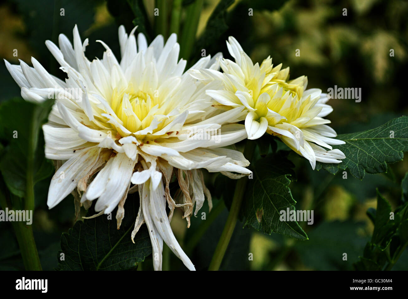 natural dahlia in the garden, natural image un retouched Stock Photo ...