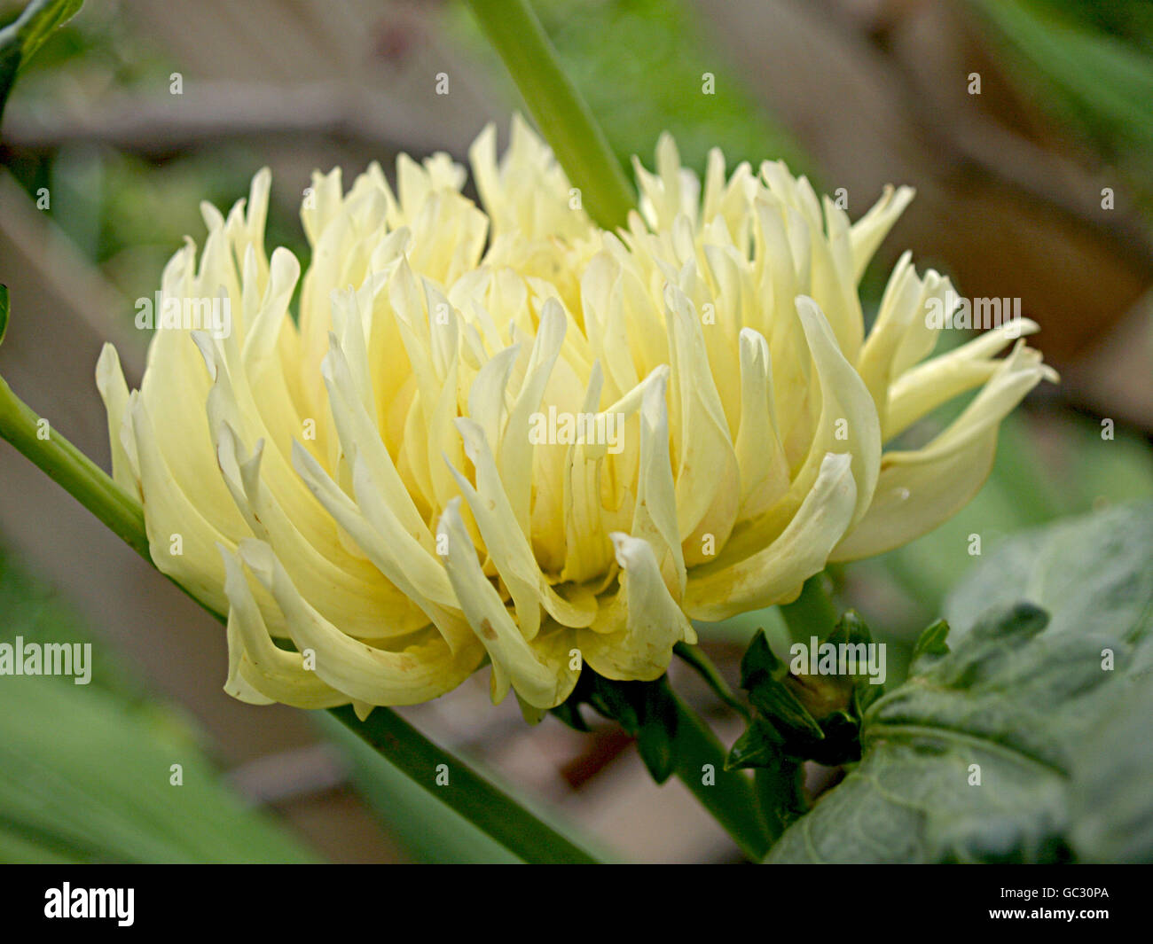 Unretouched Image High Resolution Stock Photography and Images - Alamy