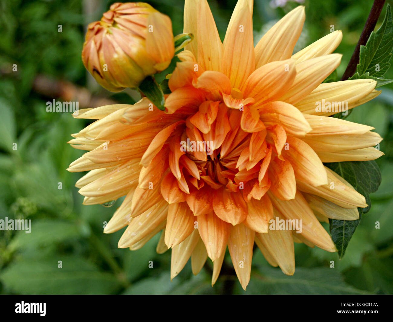 Unretouched image hi-res stock photography and images - Alamy