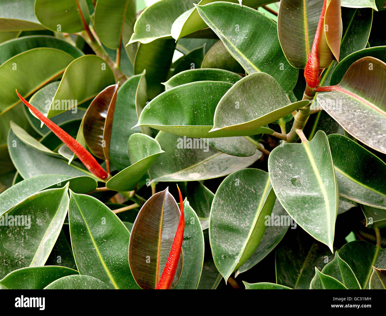 ficus elastica, natural plant Stock Photo - Alamy
