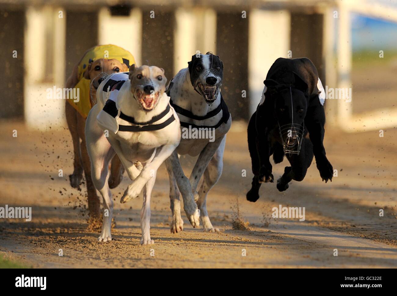 Racing - Greyhound Racing - Blue Square Greyhound Derby - Wimbledon ...