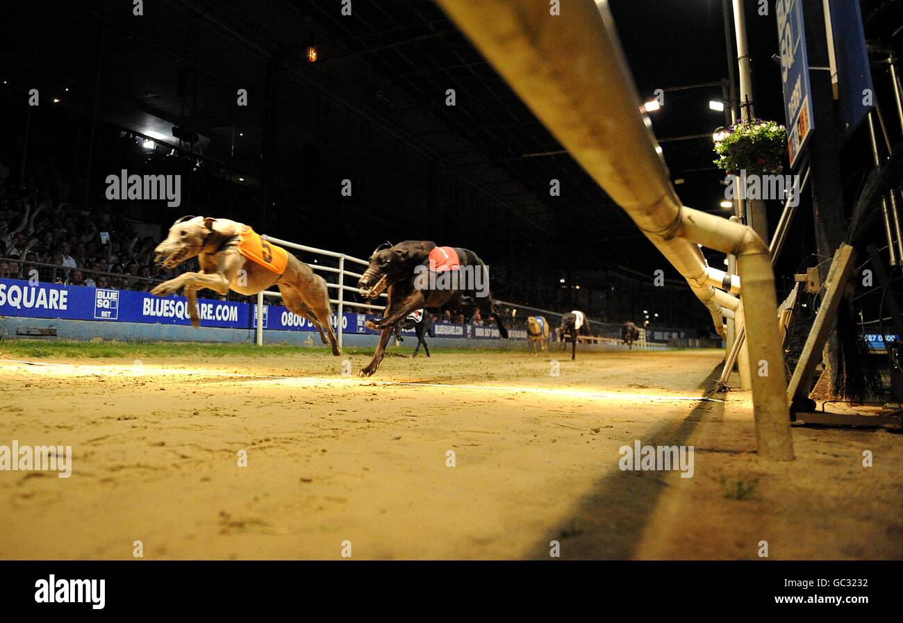 Racing - Greyhound Racing - Blue Square Greyhound Derby - Wimbledon ...