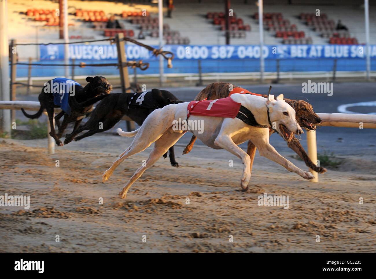 Dogs racing in the 668 stayers hi-res stock photography and images - Alamy