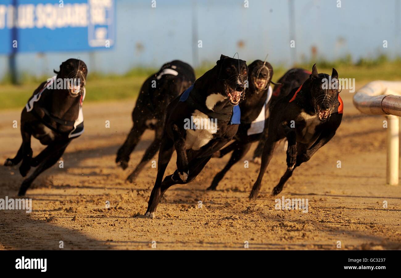 Indian greyhound hi-res stock photography and images - Alamy