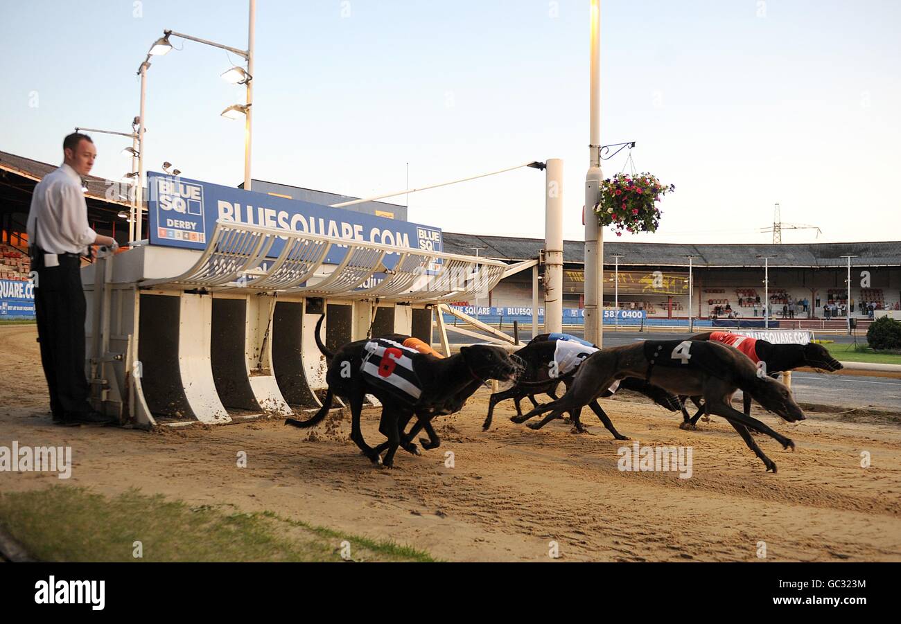 Racing - Greyhound Racing - Blue Square Greyhound Derby - Wimbledon ...