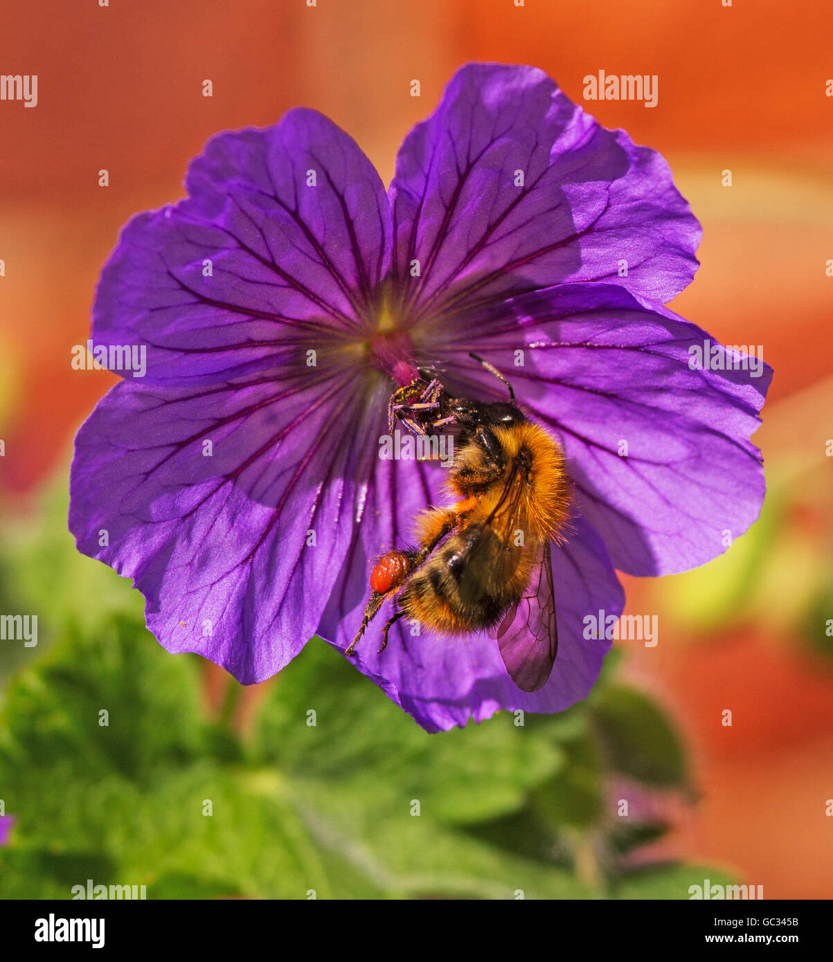 A bumble bee having to work hard to get the pollen from a purple flower ...