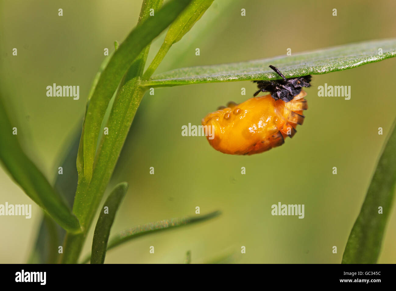 Lily beetle larva hi-res stock photography and images - Alamy