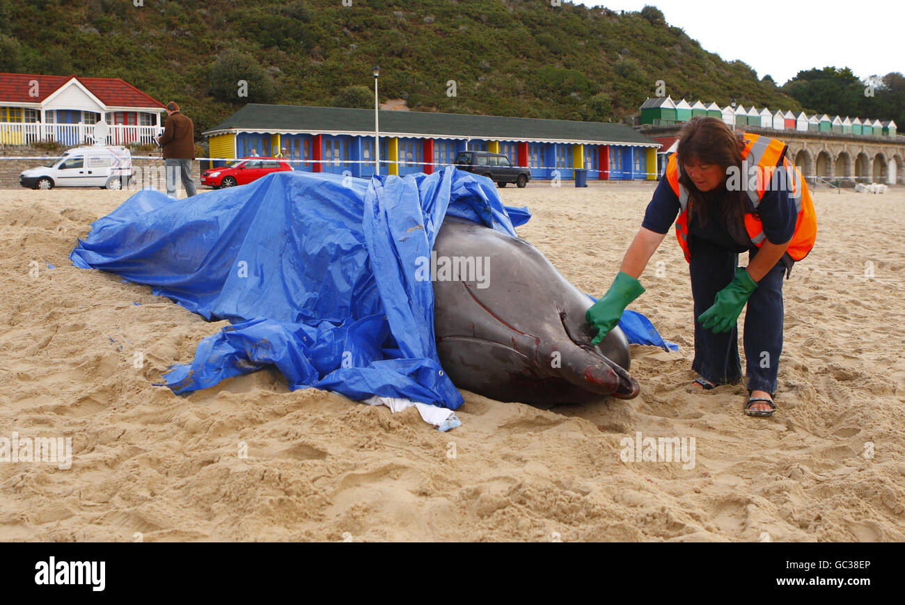 Jenny O'Connor, Dorset Coordinator of British Divers Marine Life Rescue ...