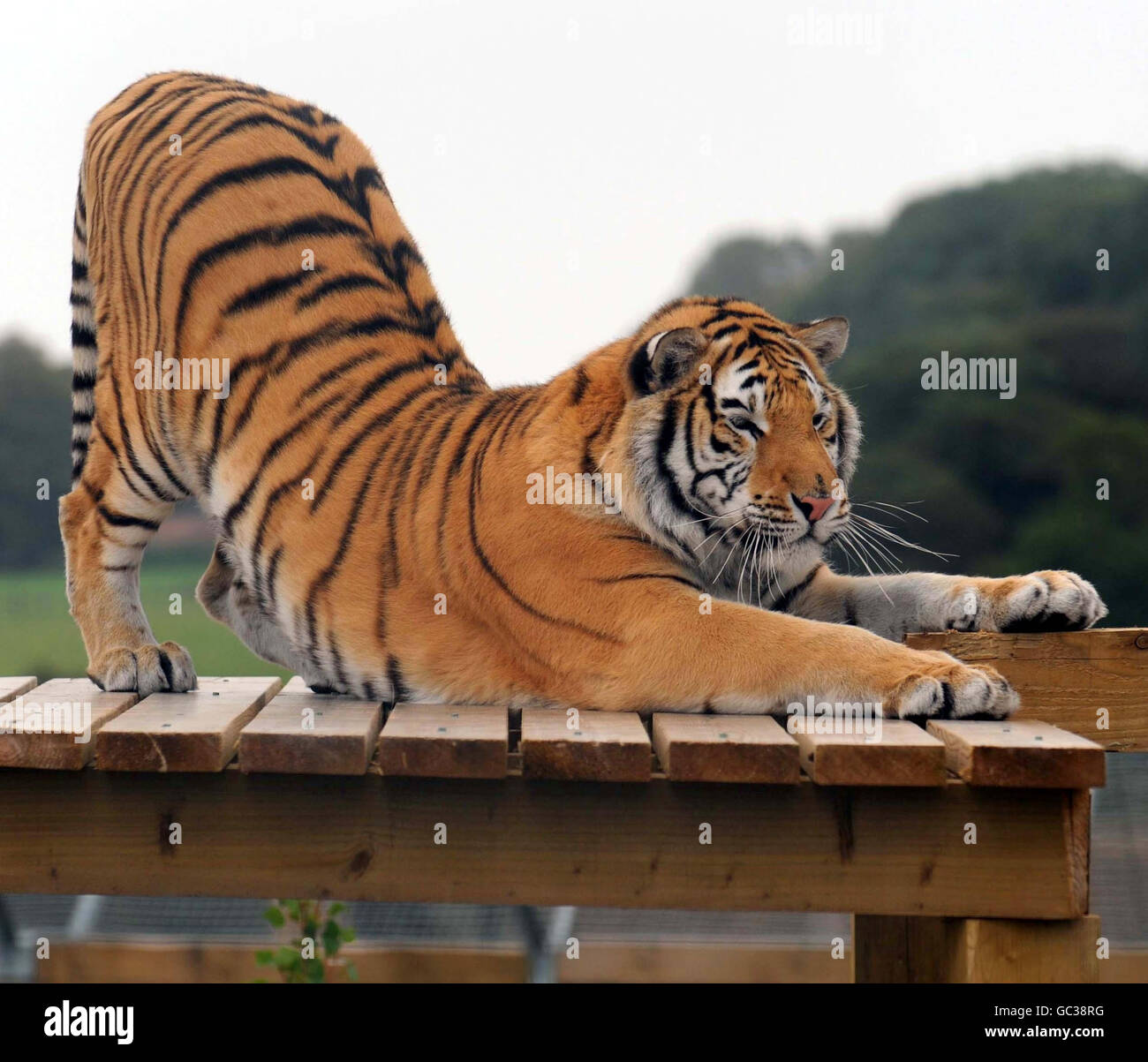 Tiger gets stuck at top of activity tower Stock Photo - Alamy