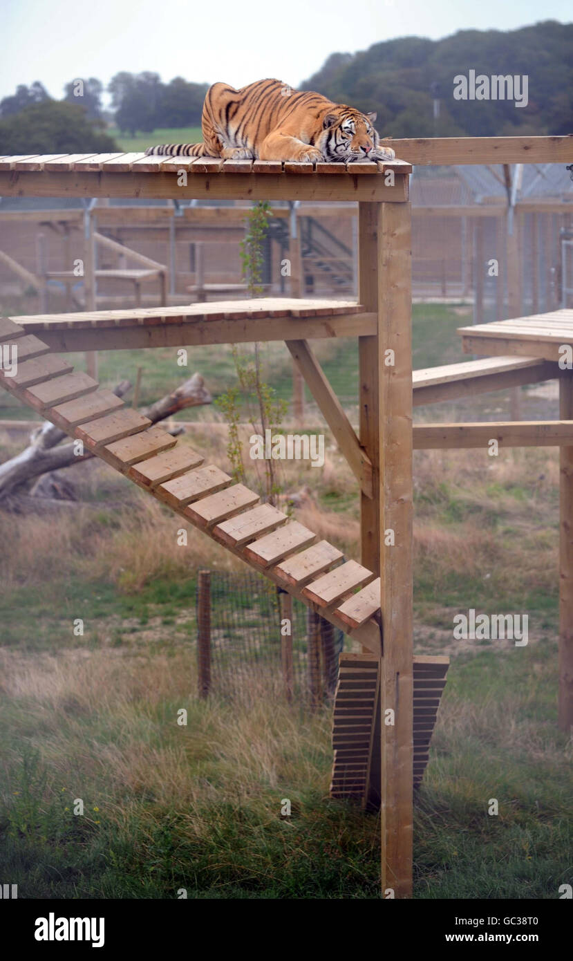 Tiger gets stuck at top of activity tower hi-res stock photography and ...