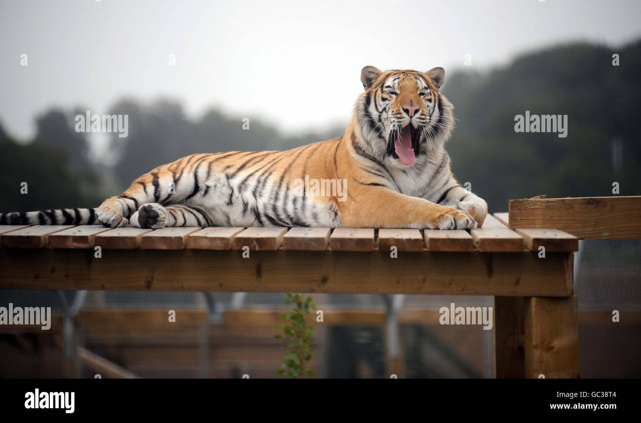 Tiger gets stuck at top of activity tower Stock Photo - Alamy