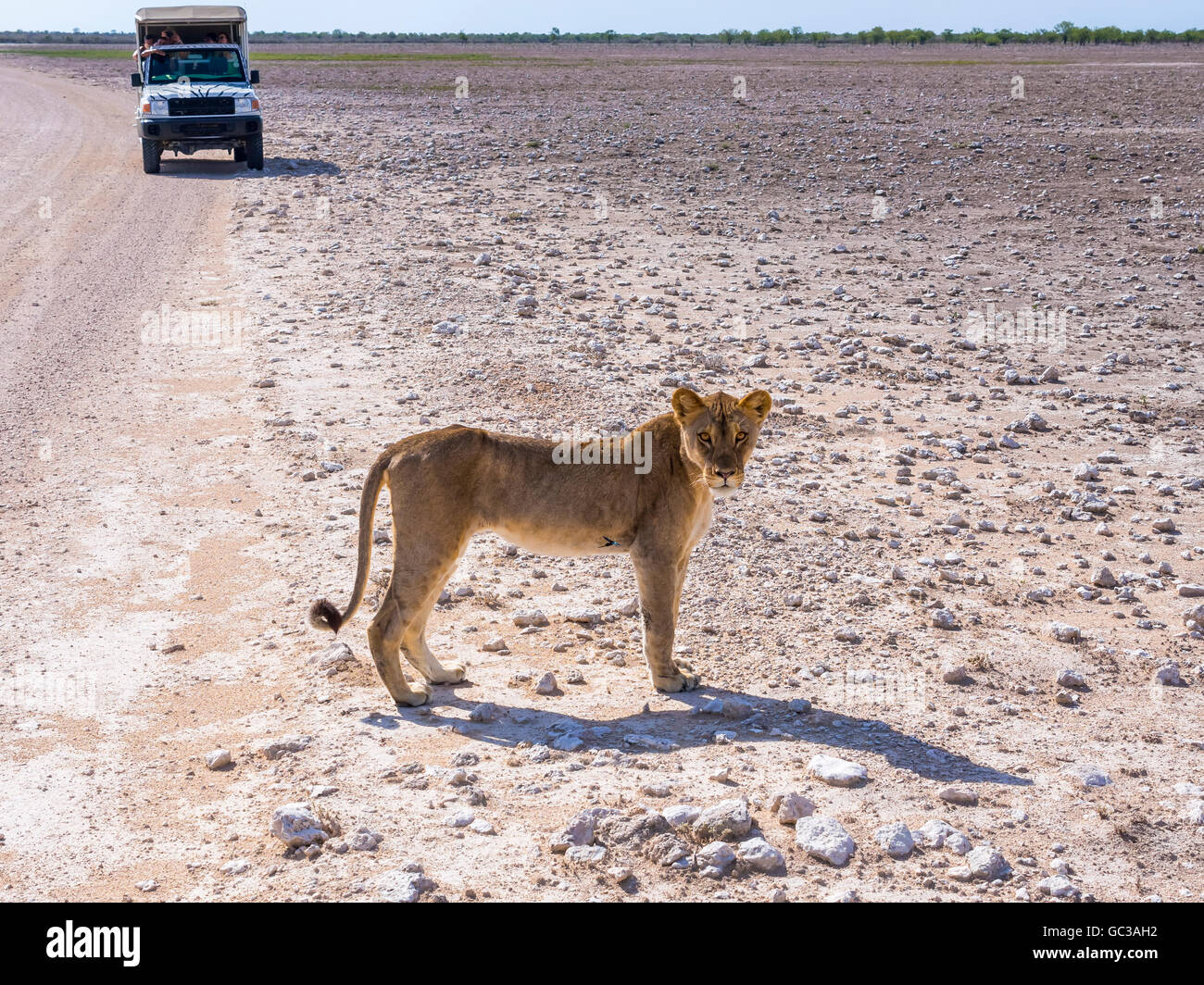 Young Lioness (Panthera leo) in front of tourist car, Okaukuejo, Etosha ...