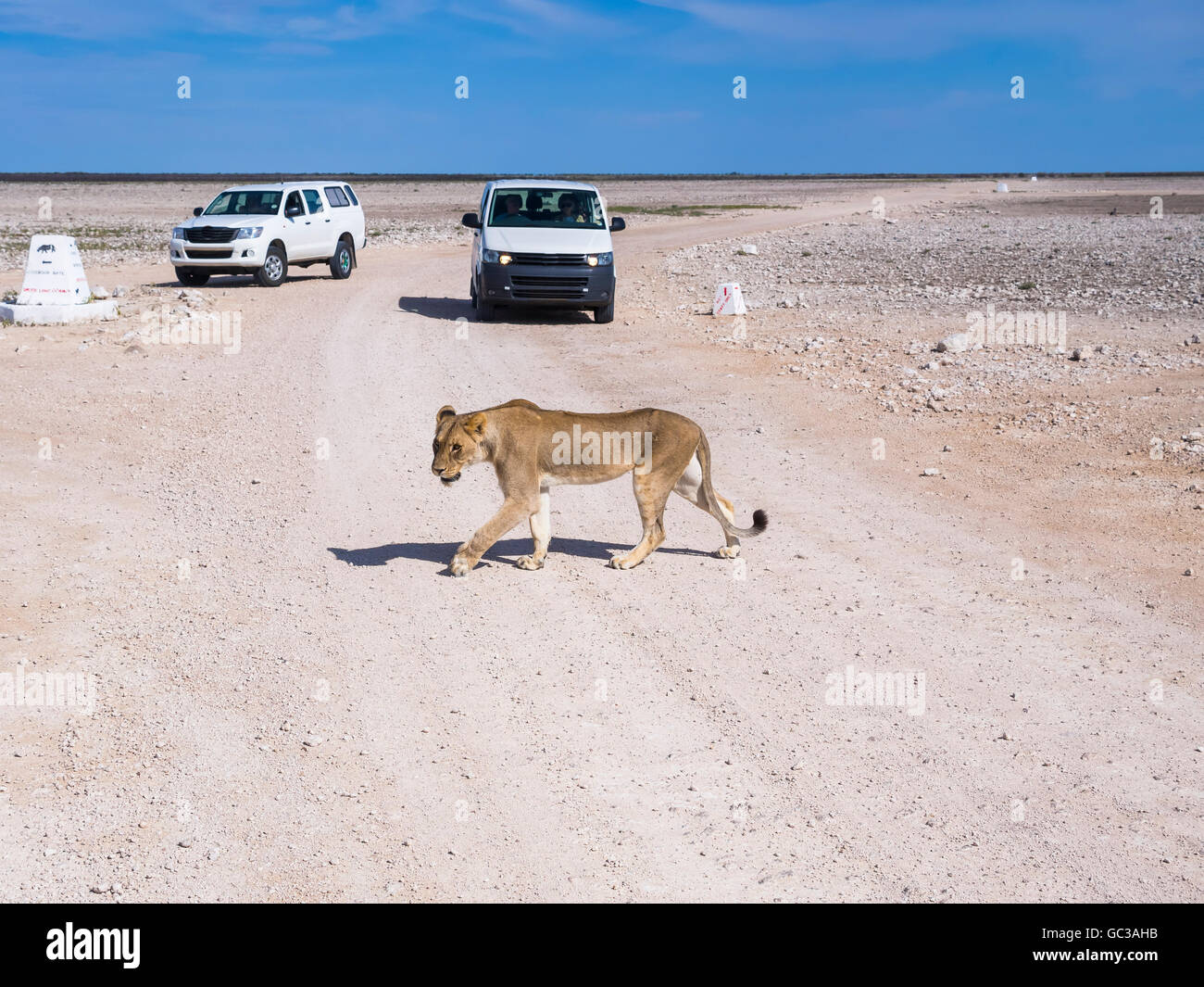 Young Lioness (Panthera leo) in front of tourist car, Okaukuejo, Etosha ...