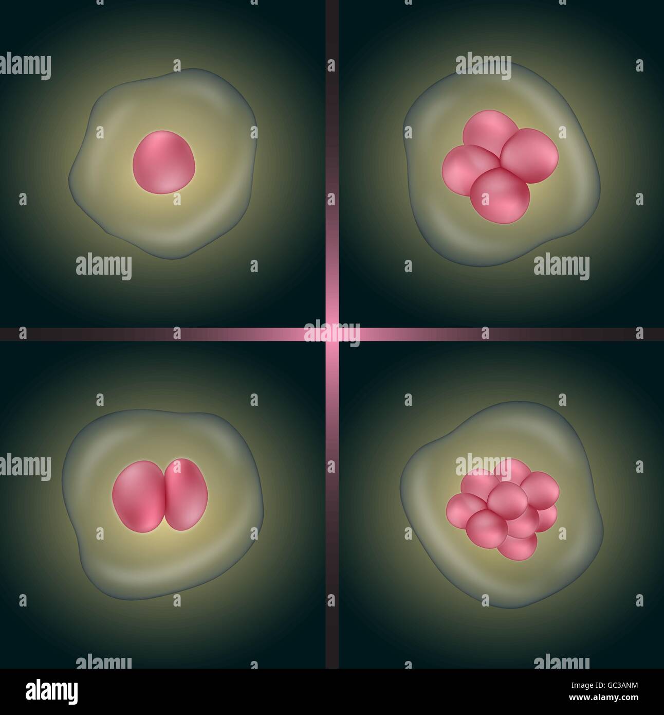 Human cells dividing microscope hi-res stock photography and images - Alamy