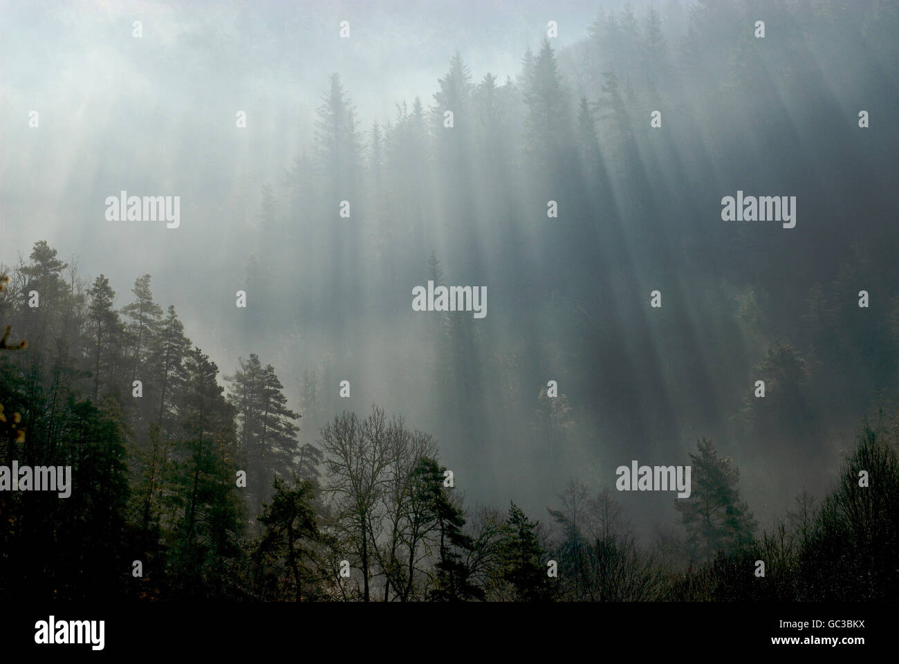 Mist in a forest Stock Photo - Alamy