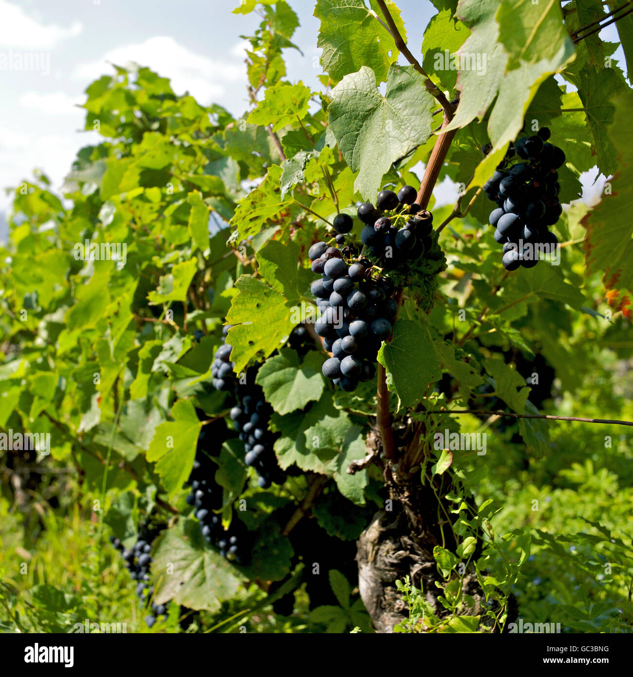 Fruit growing regions hi-res stock photography and images - Alamy