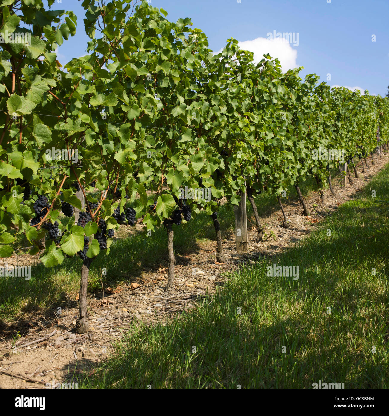 Vineyard products hi-res stock photography and images - Alamy