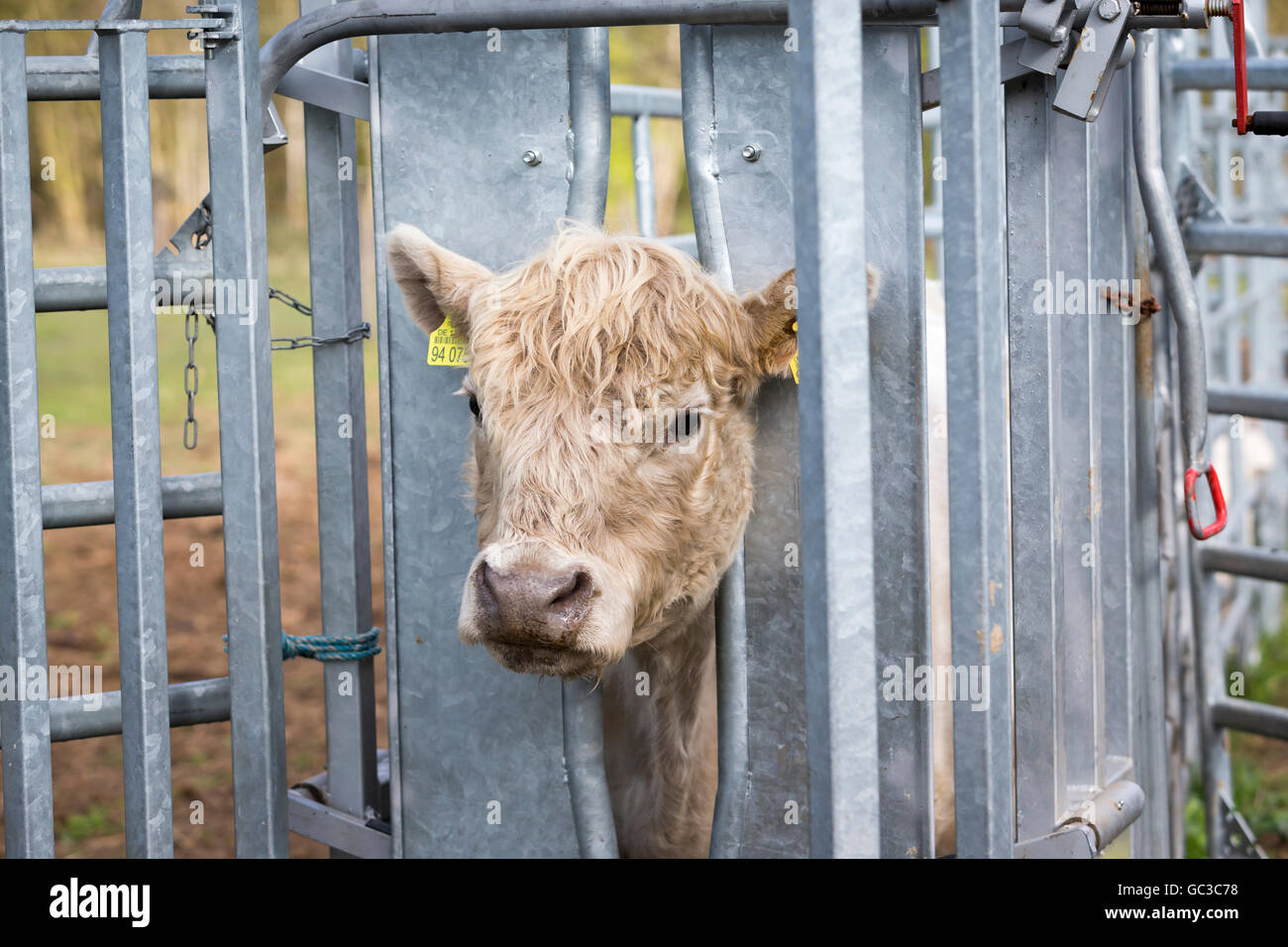 Cattle crush hi-res stock photography and images - Alamy