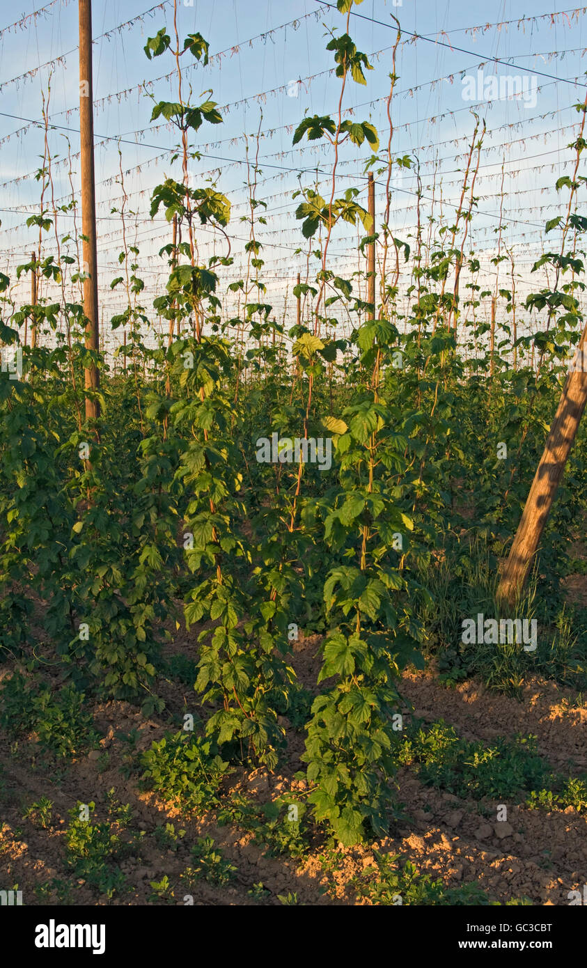 Czech hops hi-res stock photography and images - Alamy