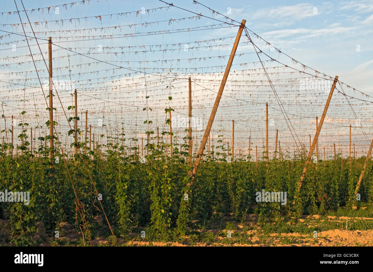 Hop yard hi-res stock photography and images - Alamy