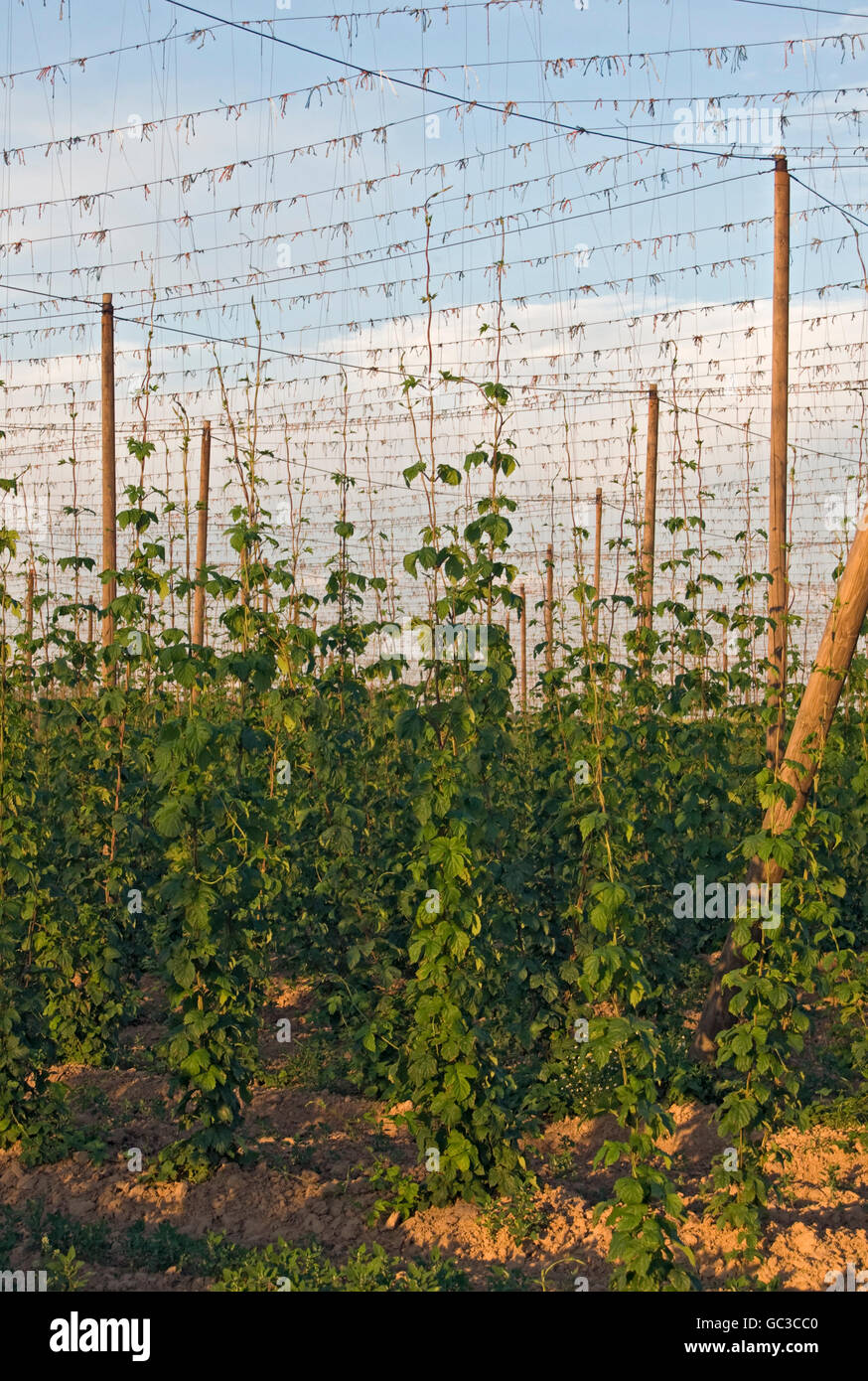 Hop yard hi-res stock photography and images - Alamy
