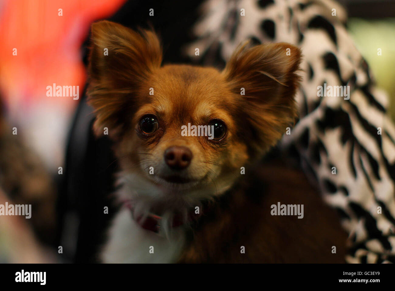 A small dog in the grounds of the RDS Dublin during Pet Expo 2009 which ...