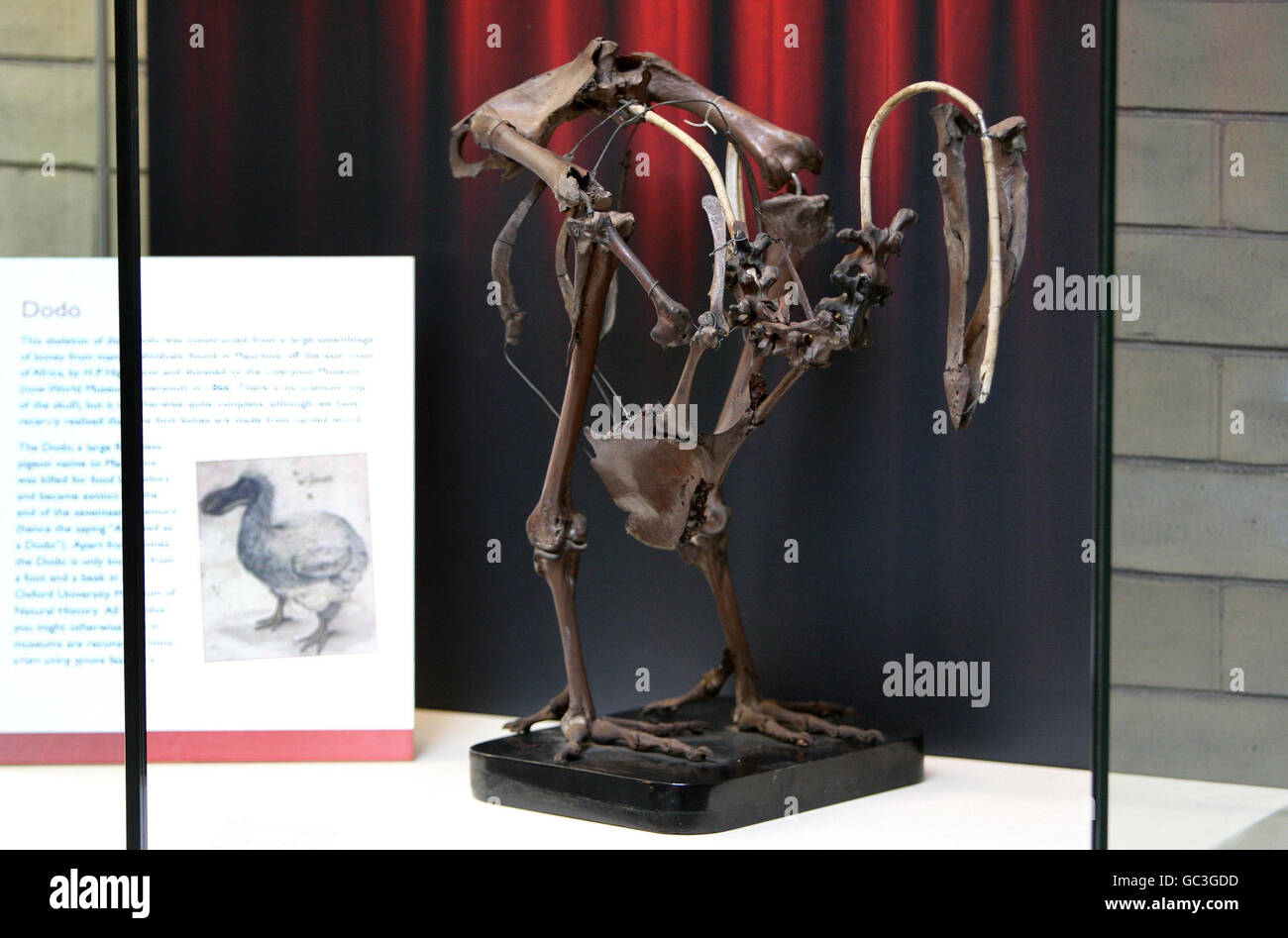 Dodo skeleton on display at World Museum Liverpool Stock Photo - Alamy
