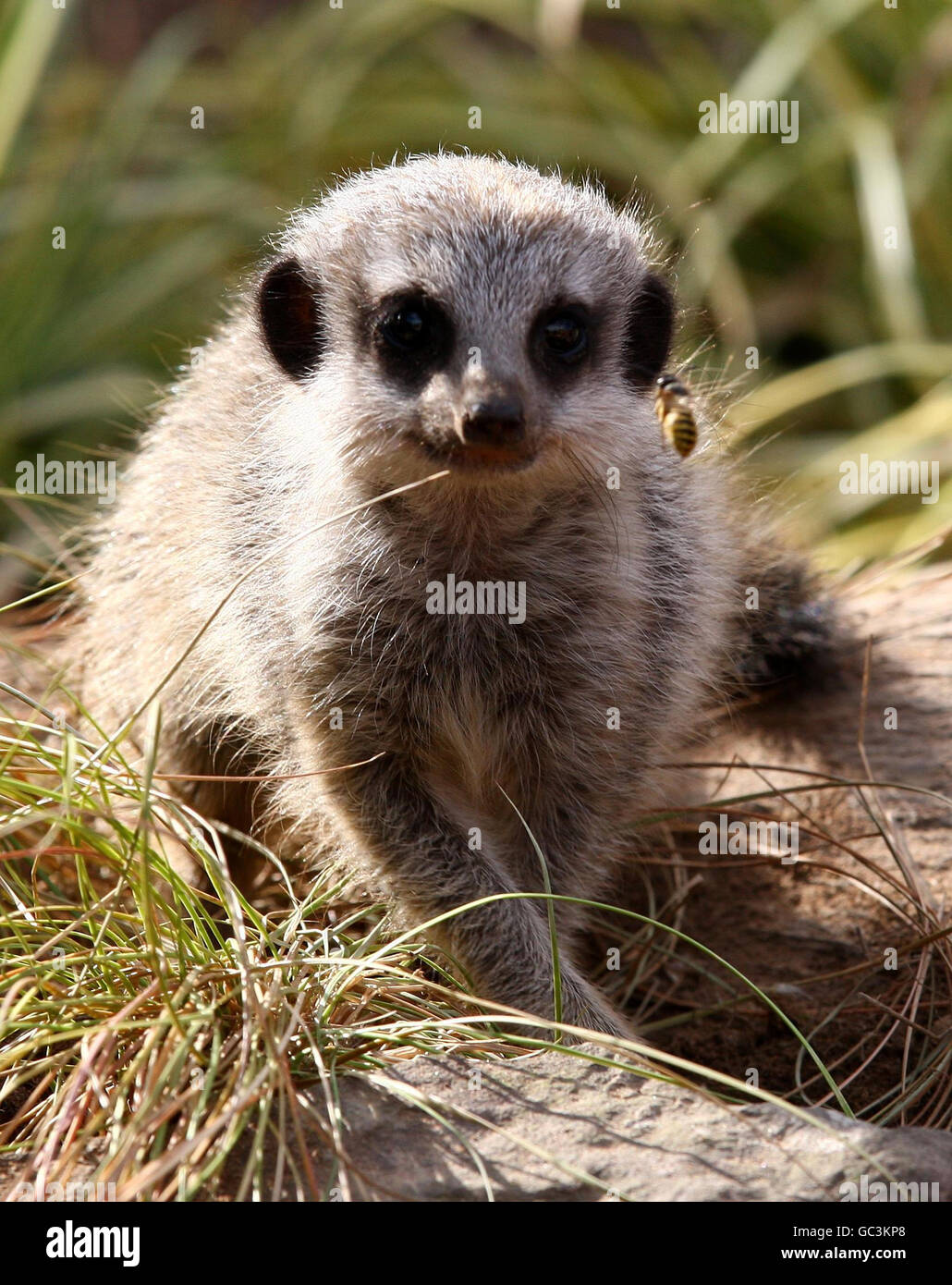 Baby Meerkats at Blair Drummond Safari Park. A baby Meerkat trying to ...