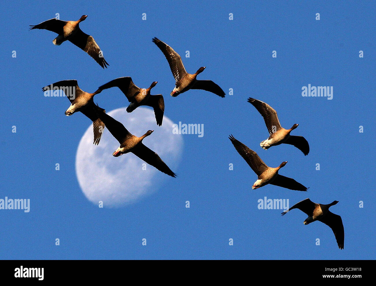 Loch leven bird reserve hi-res stock photography and images - Alamy