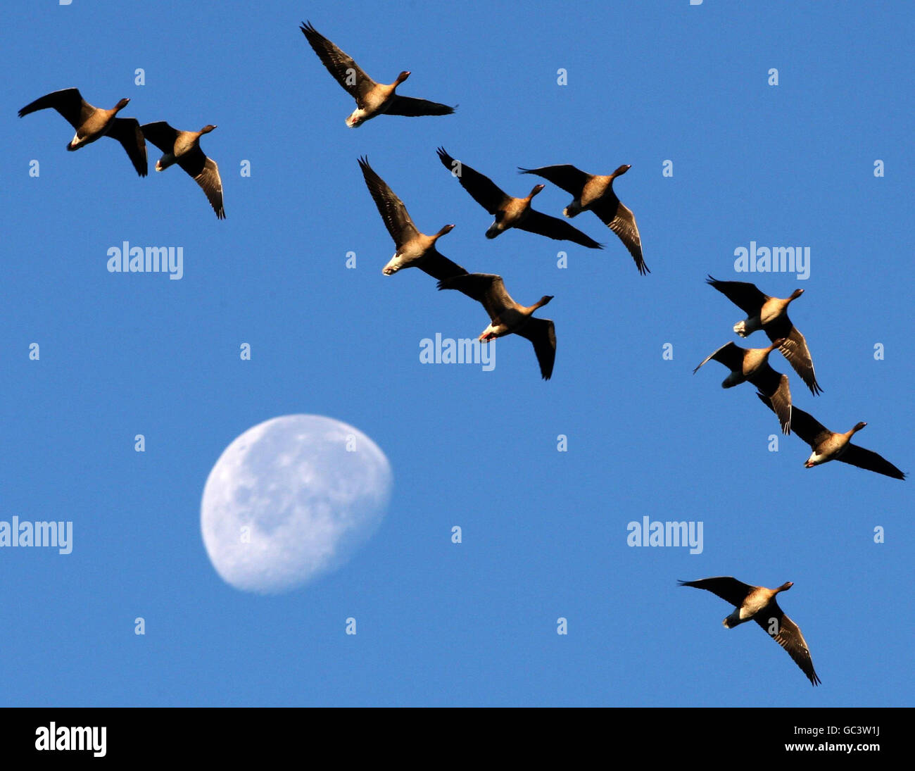 Loch leven rspb hi-res stock photography and images - Alamy