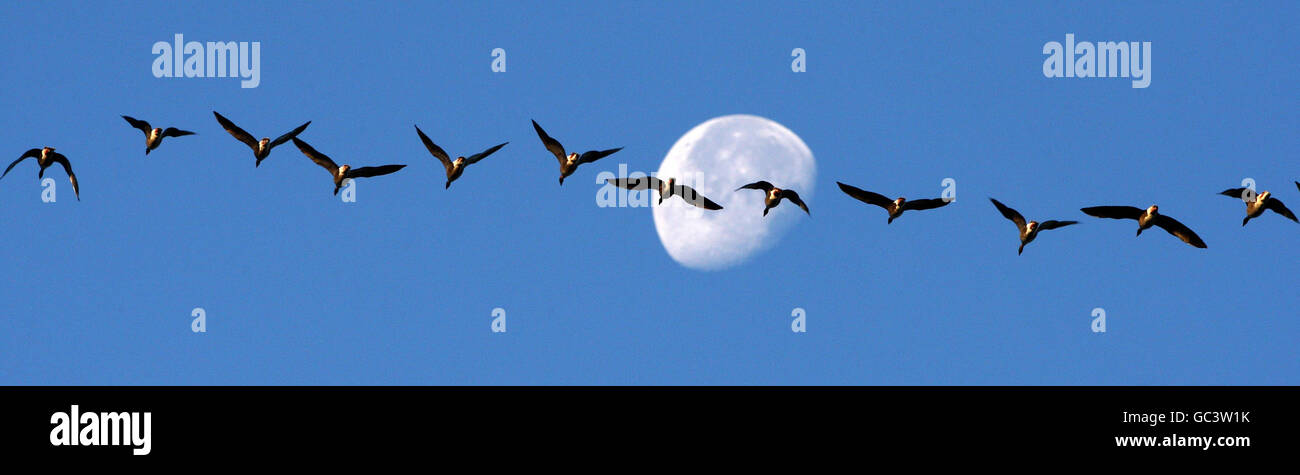 A skein of Pink-footed geese fly past the moon as they arrive at the ...