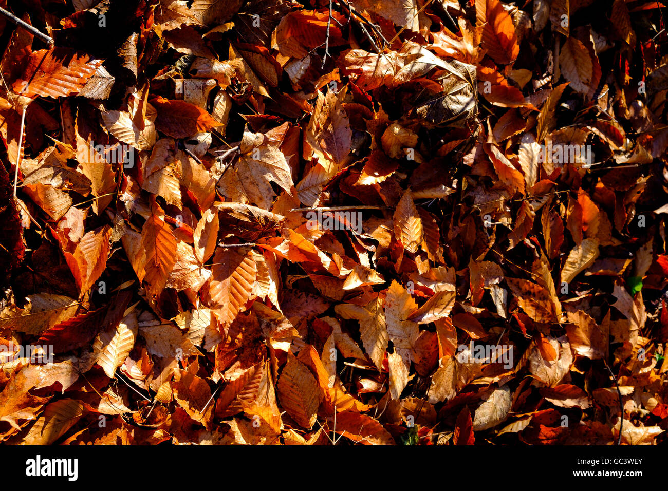Fall leaves ground cover hi-res stock photography and images - Alamy
