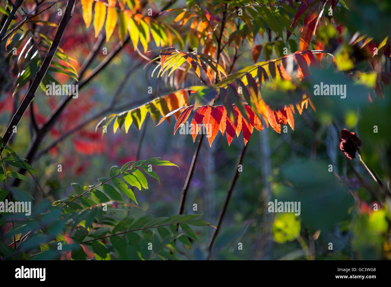 Yellow sumac hi-res stock photography and images - Alamy