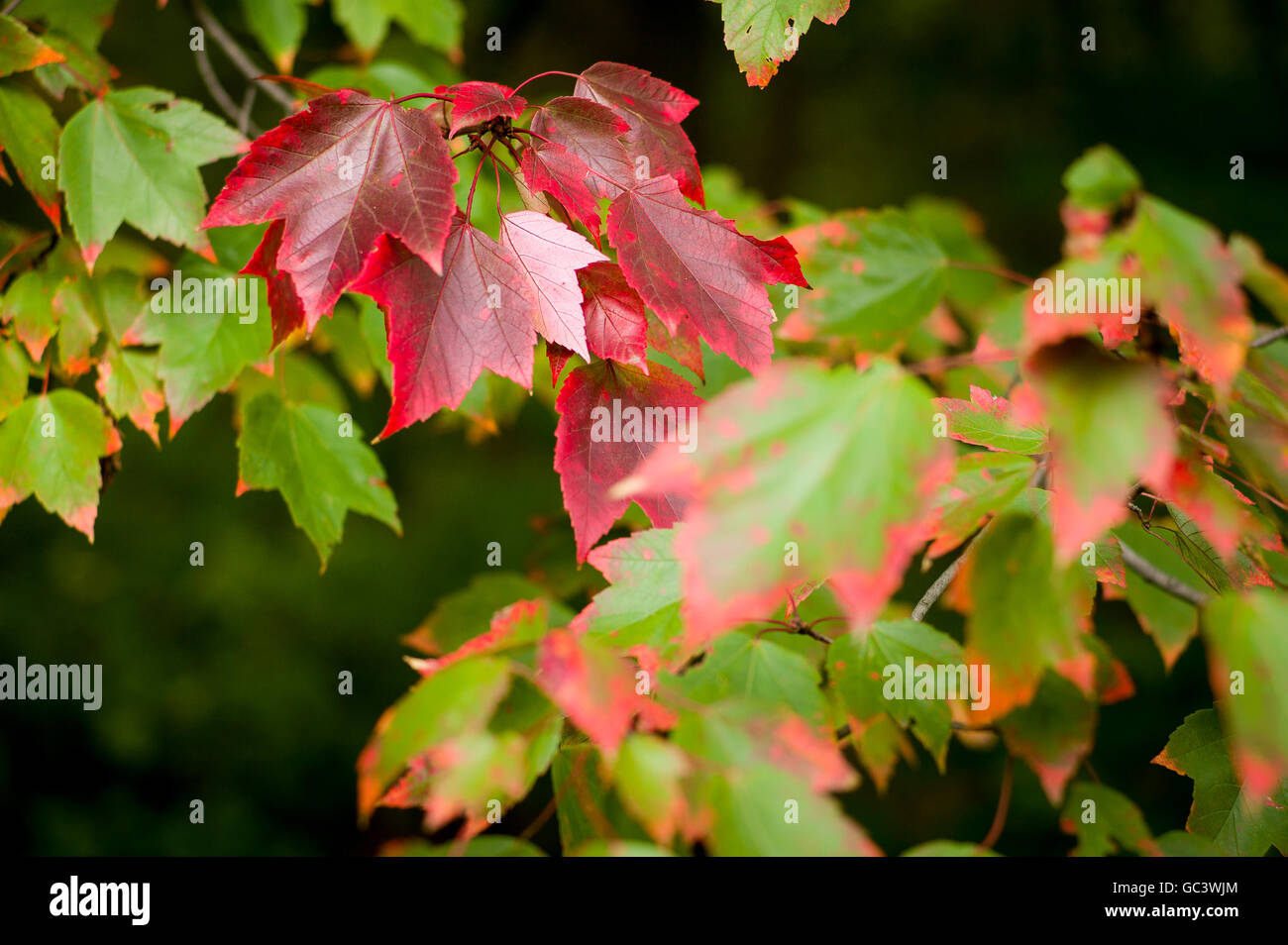 Leaves changing color in the fall Stock Photo - Alamy