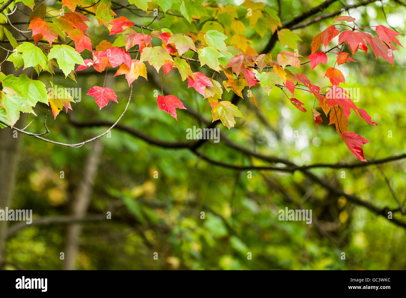 A tree branch with colorful fall leaves Stock Photo - Alamy